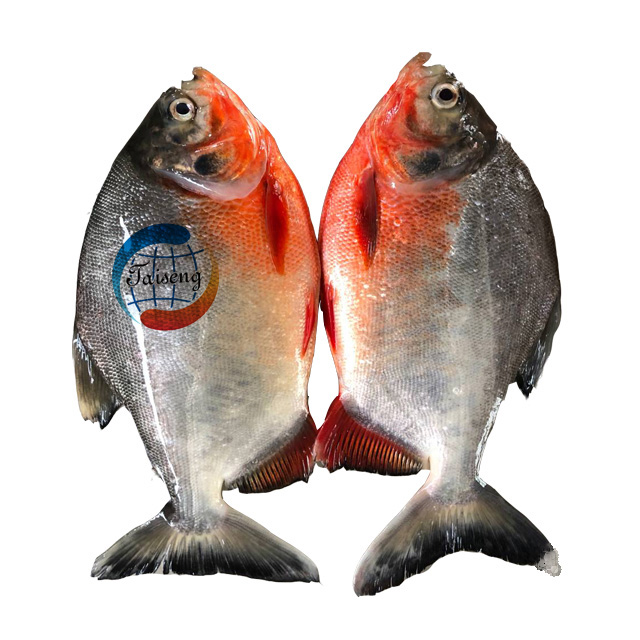 China Frozen Red Pomfret Fish / Red Pacu (Colossoma Brachypomum) from ...