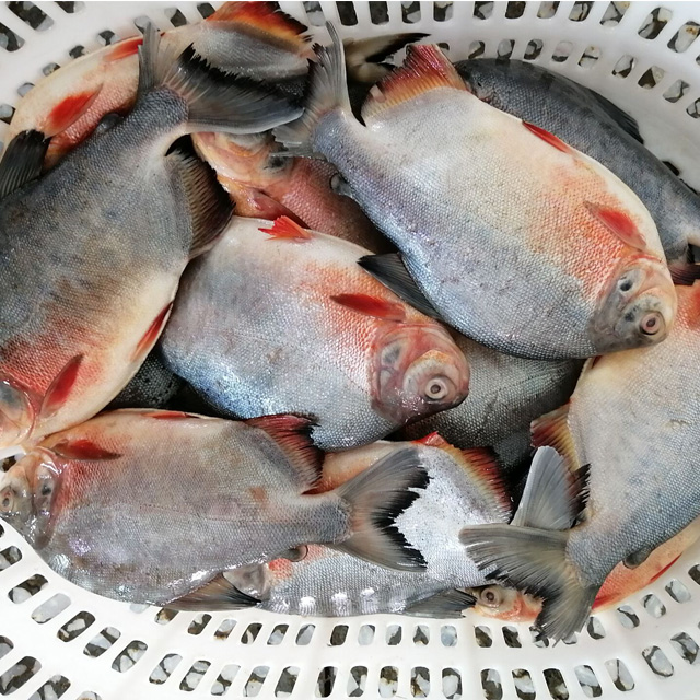 China Frozen Red Pomfret Fish / Red Pacu (Colossoma Brachypomum) from ...