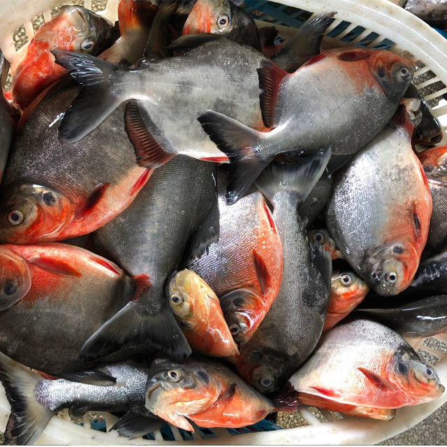 China Frozen Red Pomfret Fish / Red Pacu (Colossoma Brachypomum) from ...